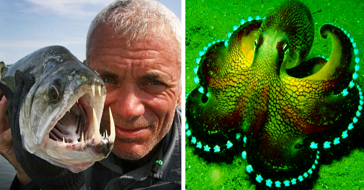 12 Creatures River Monsters Would Never Show On TV (13 They Actually Found)